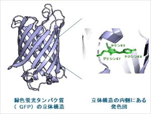 RNAを自在に操って、細胞を制御できるようになりたい | 最先端研究紹介 Infinity | 愛媛大学
