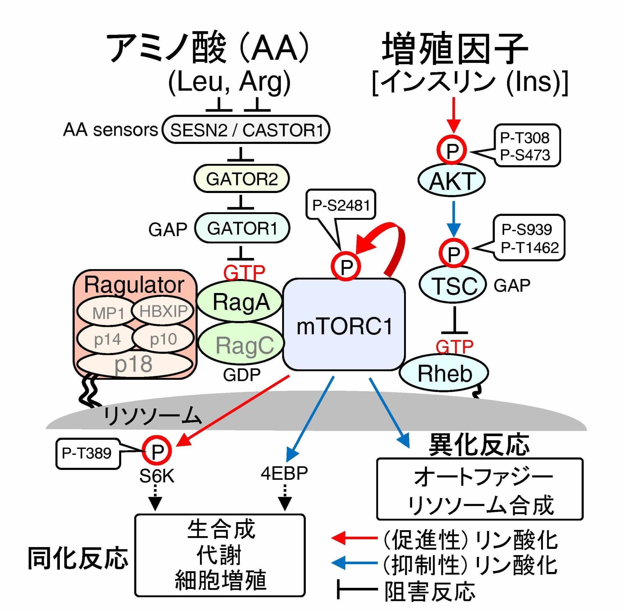 体内栄養状態を感知するmTORC1経路の活性制御機構を解明 | プレスリリース | 愛媛大学